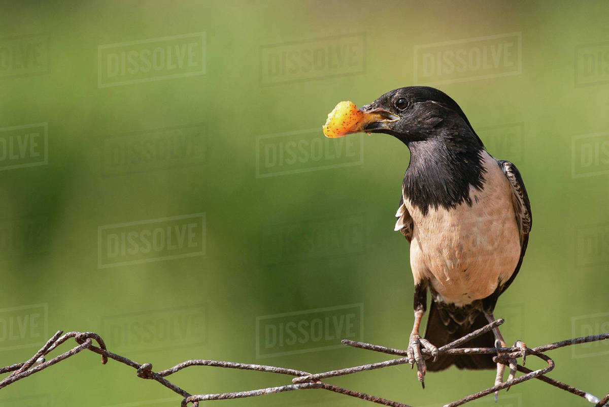 The rosy Starling (Sturnus roseus) sits on a wire with a piece of ...