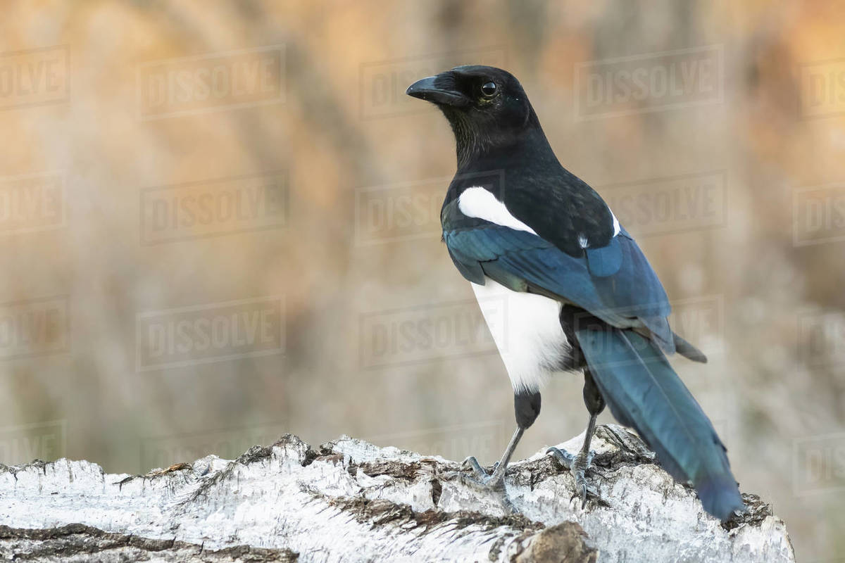 Common magpie Pica pica.The bird is sitting on a birch stump in the ...