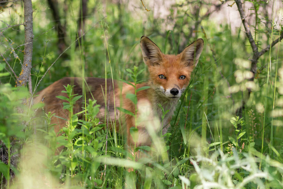 Portrait of a red fox Vulpes vulpes. A fox hides in the tall grass in ...