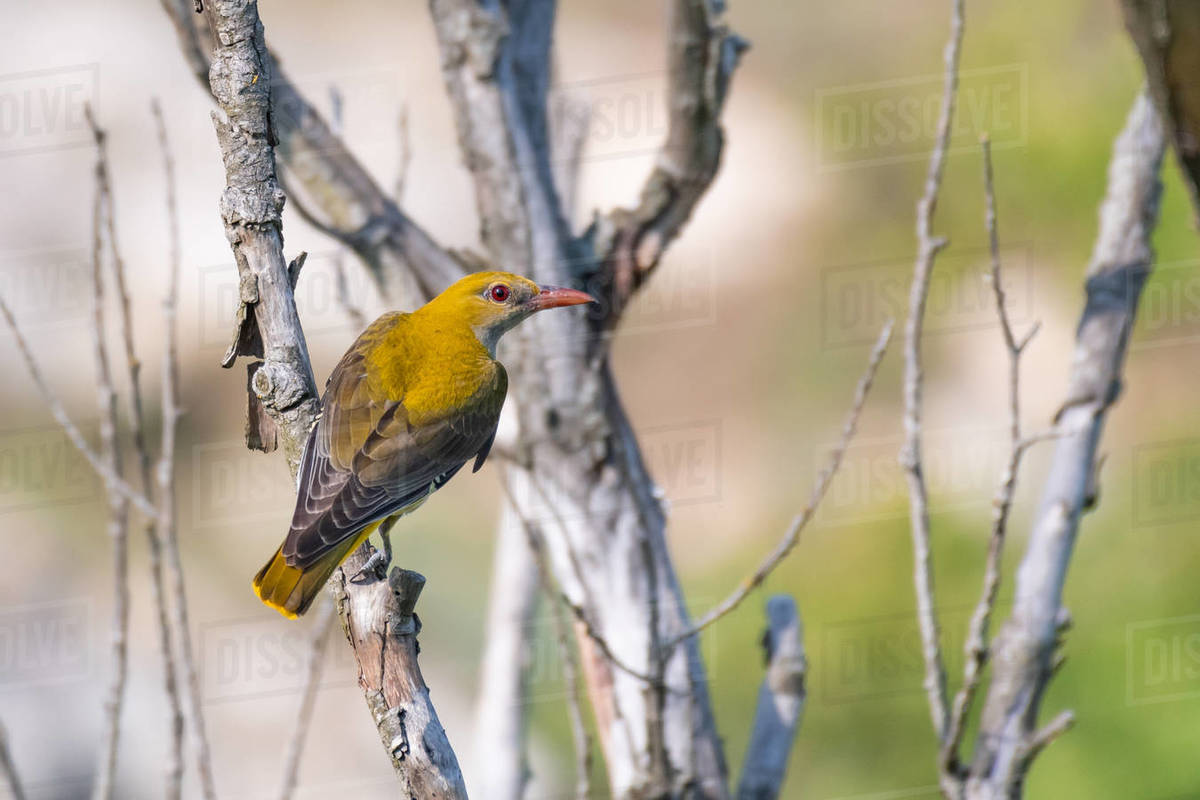 Eurasian Golden Oriole Oriolus oriolus. In the wild. - Royalty-free ...