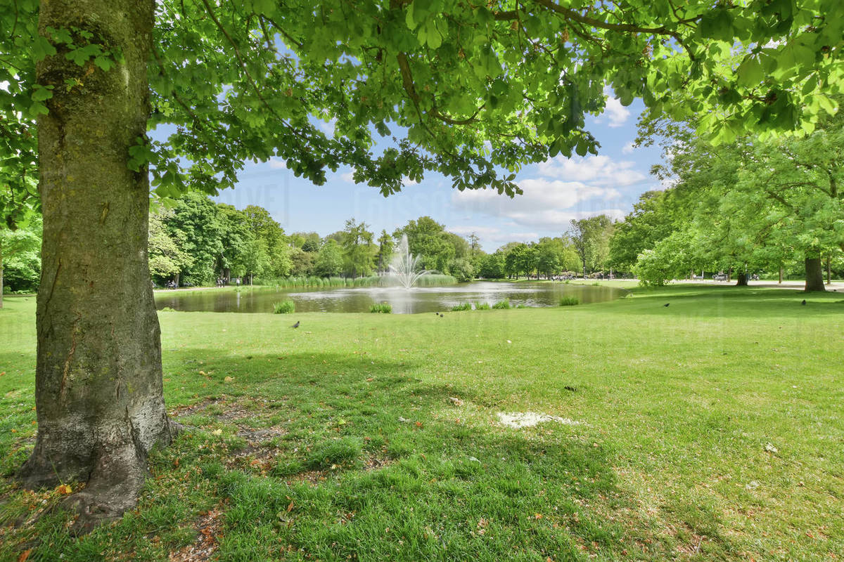 View of big and beautiful city park - Stock Photo - Dissolve