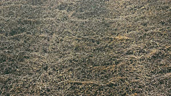 Dry Grass and Soil Texture, Overhead view of dry, tangled grass and ...