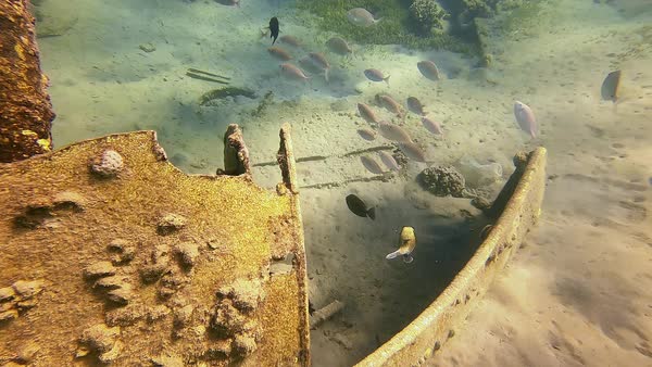 The sunken ship on the seabed is covered with coral. Point of view of a ...