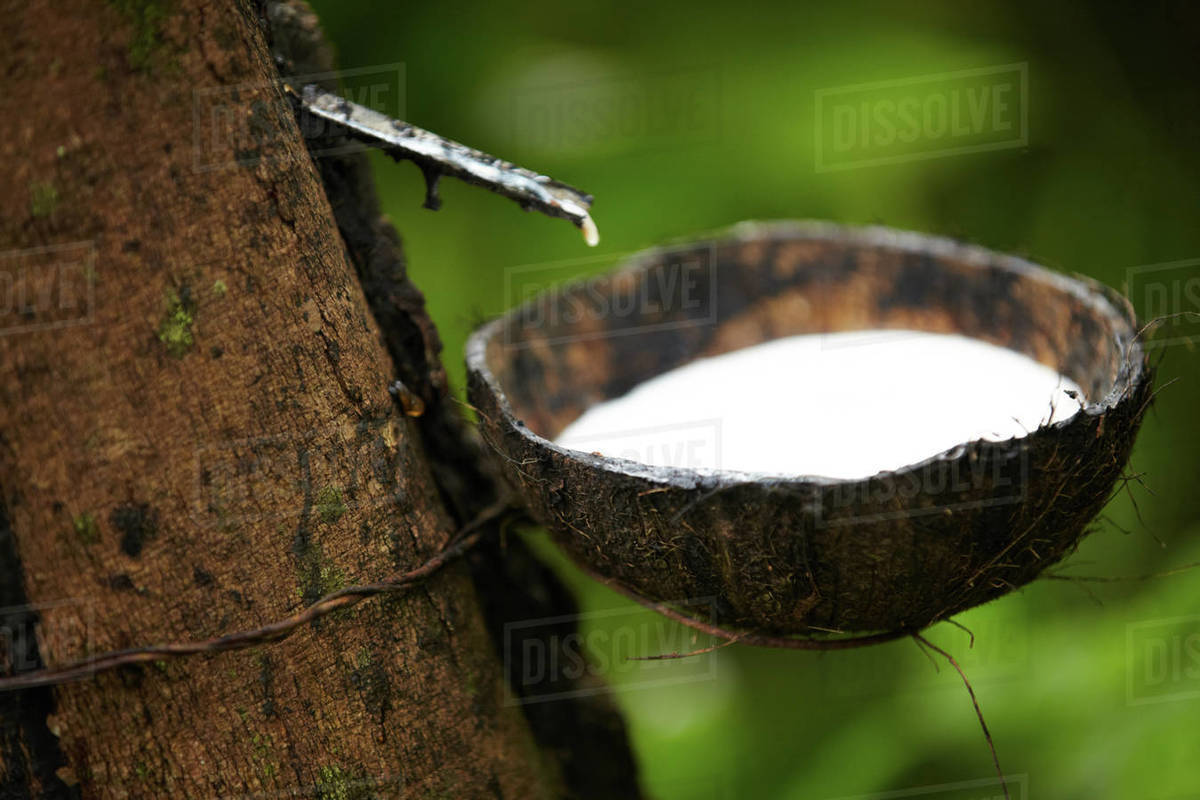 Closeup of rubber plant farming industry in indigenous tropical forests ...