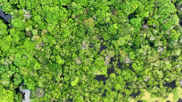Amazon River at Amazon Forest. The famous tropical forest of world ...