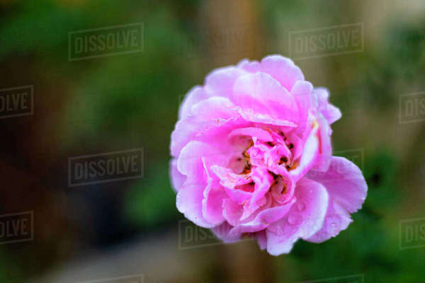 The rose blooms in the morning sun in the beautiful garden. Beautiful ...