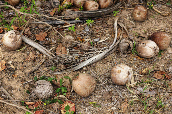 Closeup of waste or damaged coconut dumped in ground. A view of old ...