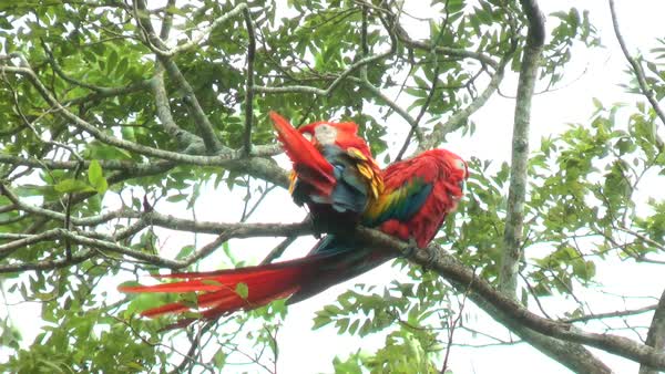 Two Scarlet Macaw walking and perched on a tree. It has suffered from ...