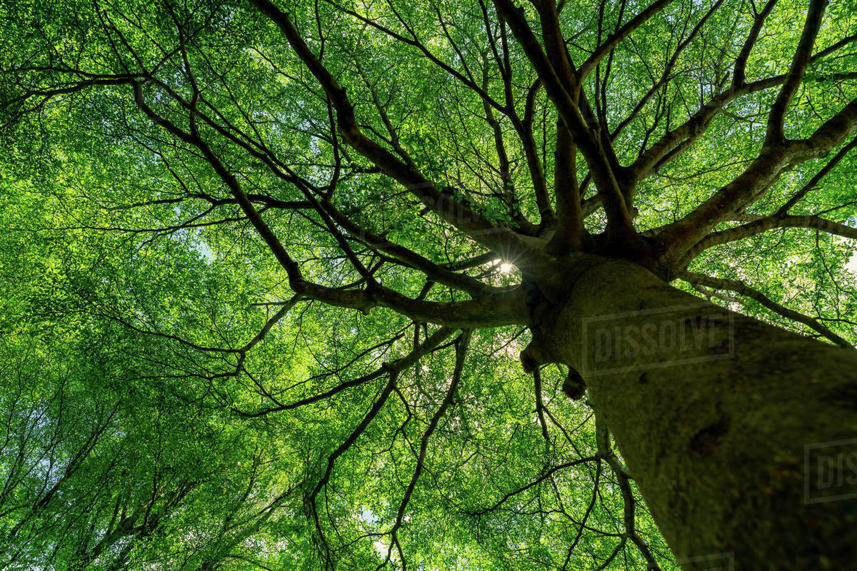 Bottom view of tree trunk to green leaves of big tree in the forest ...