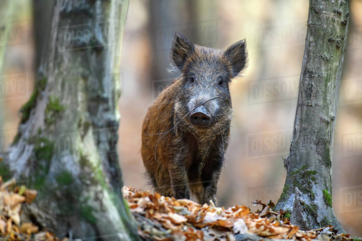 Male Wild boar in autumn forest. Wildlife scene from nature - Stock ...