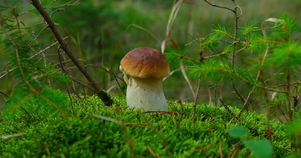 Porcini mushroom growing in the wild coniferous forest. Boletus edulis ...