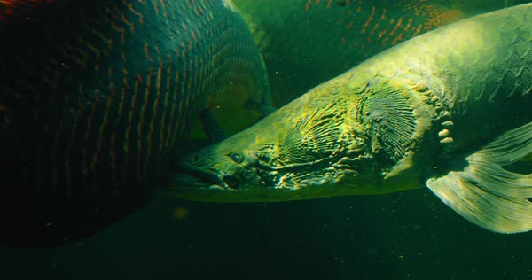 Arapaima gigas or pirarucu fish swimming in pond. It carnivore native ...