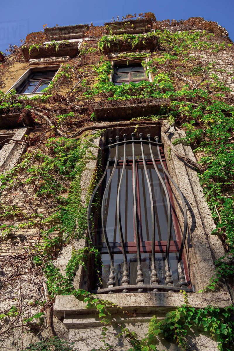 Milan, Italy Villa Mozart facade covered with a fresh green vine around ...