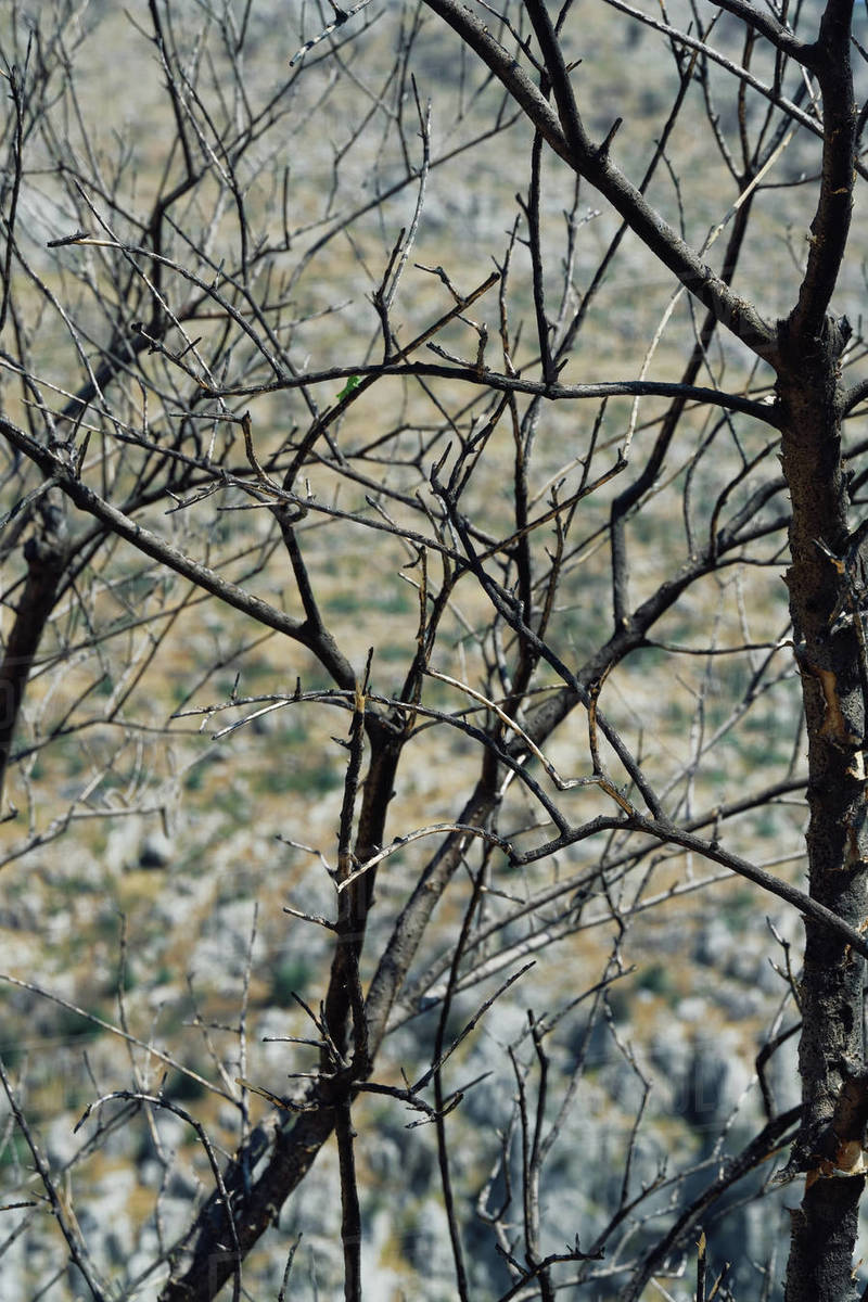 Day view of dead burned trees with naked branches after a catastrophic ...