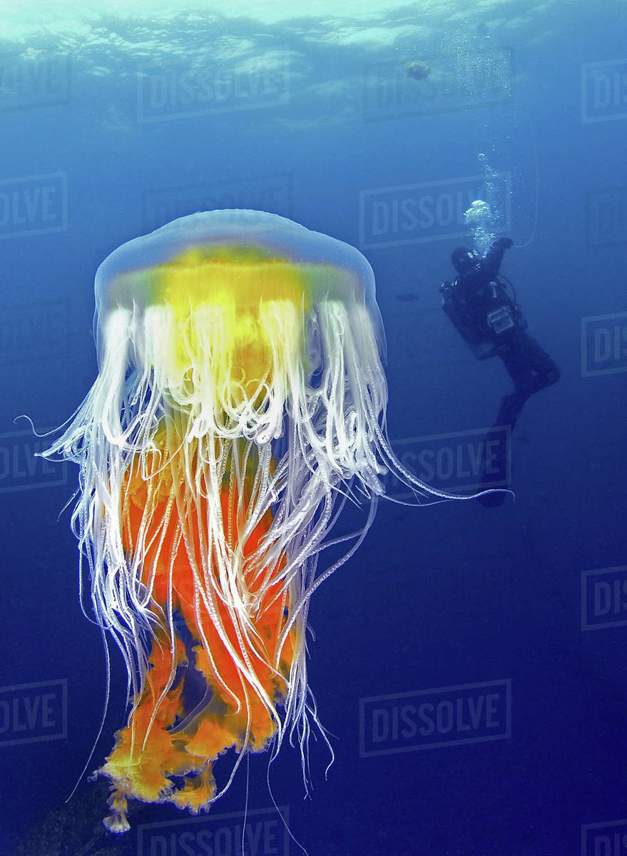 Egg yolk jelly with diver in background, offshore pinnacles Monterey ...