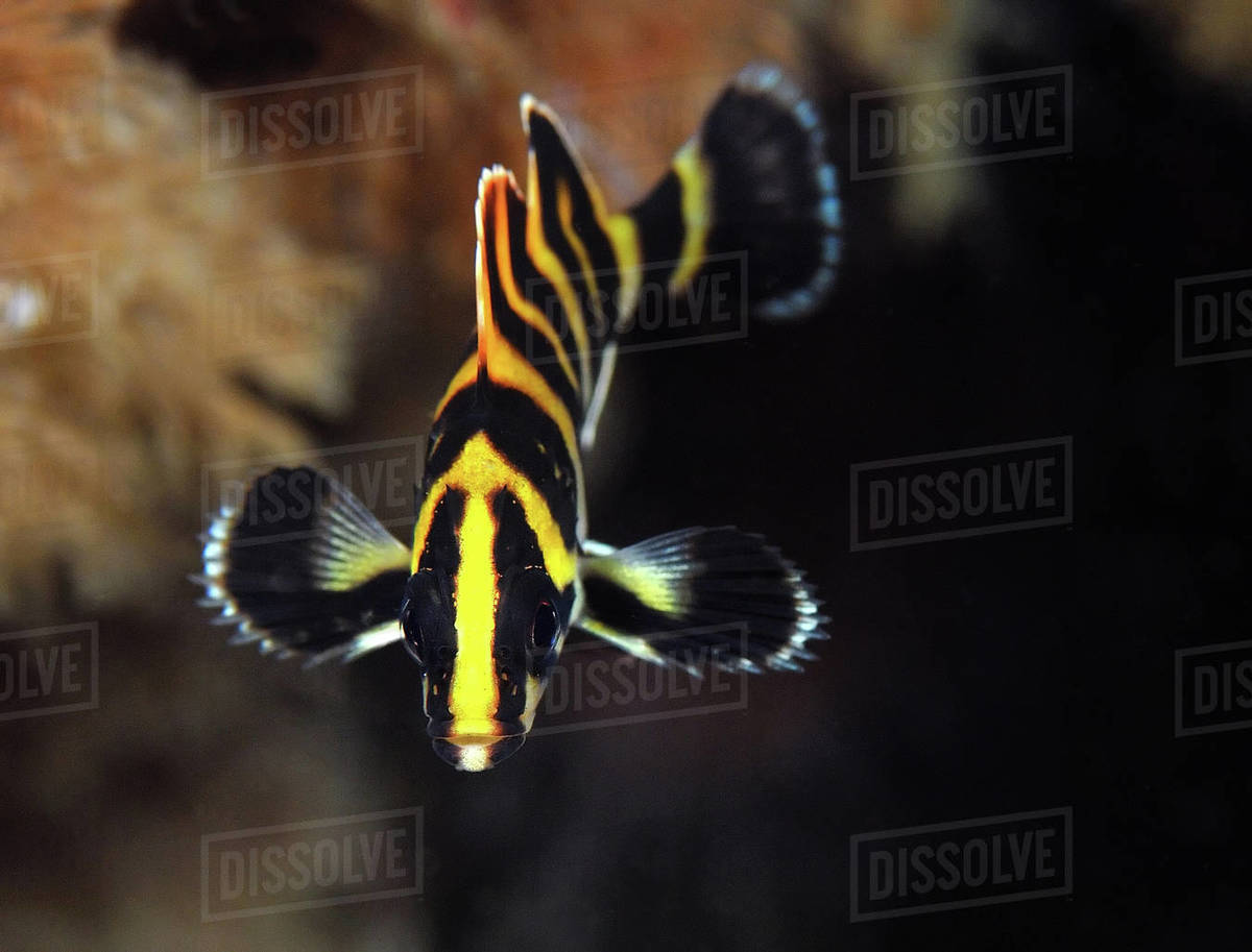 Juvenile tree fish, Sebastes serriceps, Anacapa Island, Channel Islands ...