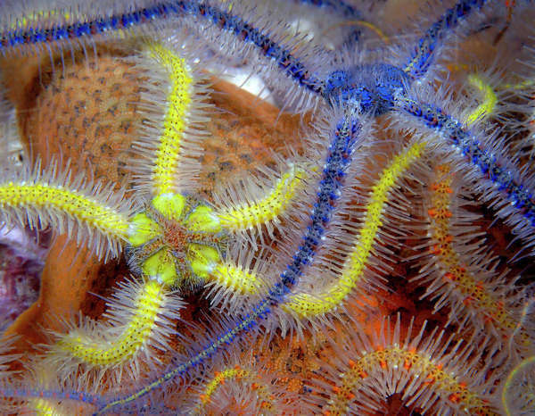 Deep water brittle stars, Ophiuroidea sp, Anacapa Island, Channel ...