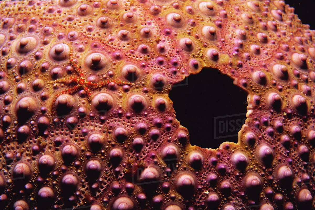 Juvenile britle star, Ophiuroidea sp, on test of sea urchin ...