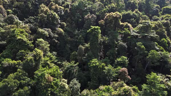 jungle rainforest primeval forest mountain. Lovely aerial top view ...
