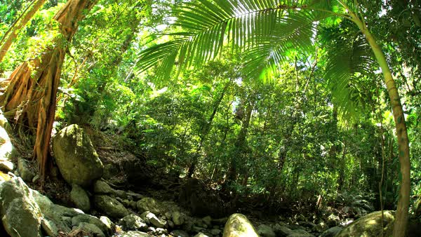 Daintree Rainforest Precipitation