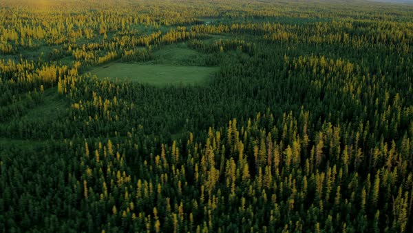 Boreal deciduous forest within the Athabasca tar sands a wilderness ...