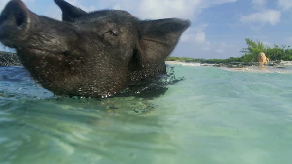 Caribbean pigs swimming in the clear blue sea and having fun foraging ...