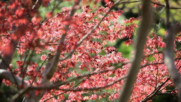 Japanese Red Maple tree Koch Sanso garden Kyoto Japan Asia - Stock ...