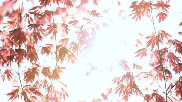 Japanese Red Maple tree Koch Sanso garden sun flare Kyoto Japan - Stock ...