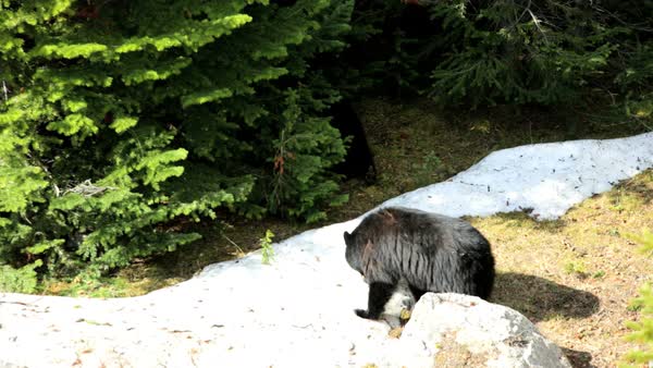 North American black bears smallest species wilderness environment ...