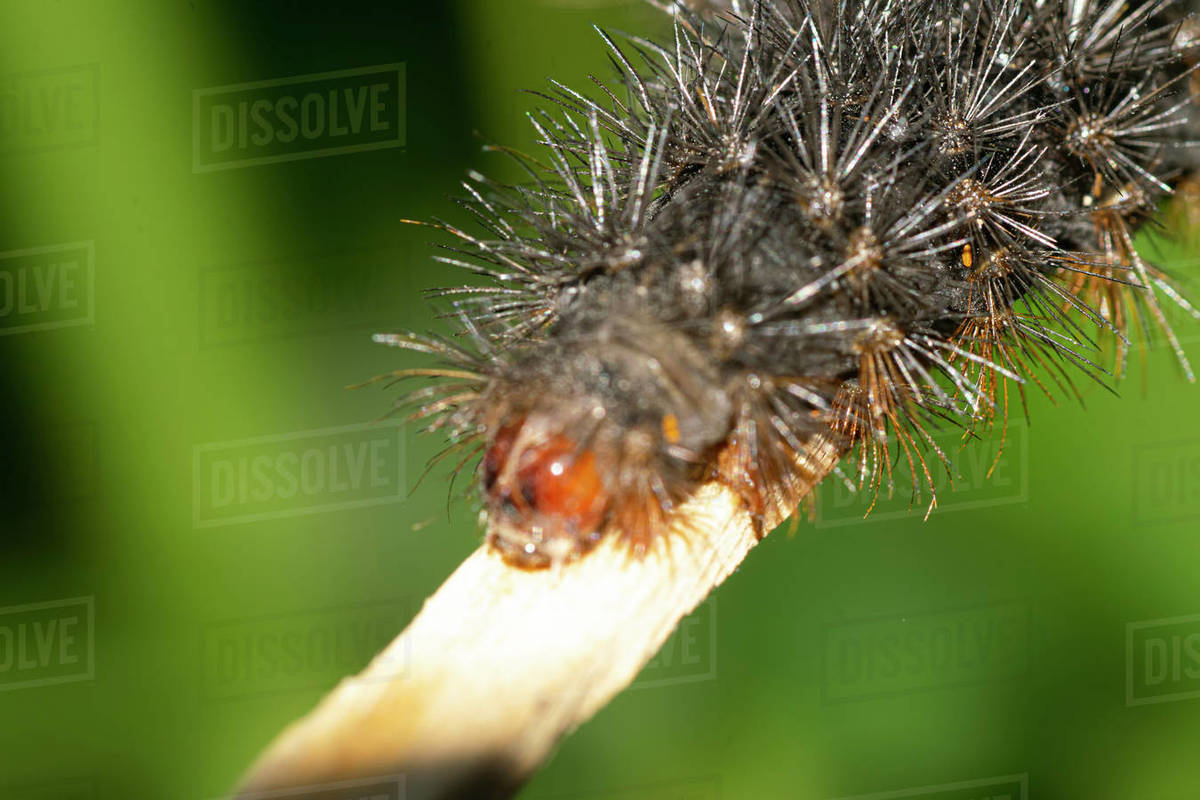 Western painted lady caterpillar in the garden - Stock Photo - Dissolve