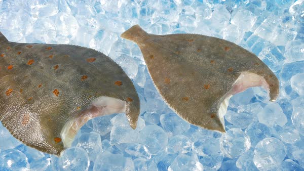Plaice Fish On Fishmonger Ice Display - HD Royalty-free Stock Video ...