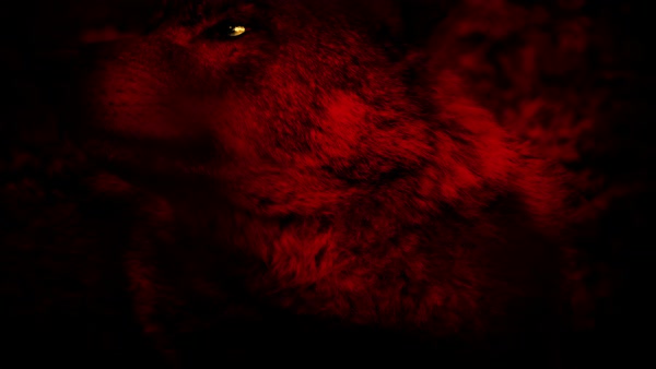 Wolf With Glowing Eyes On Red Predator Animal - Stock Video Footage ...