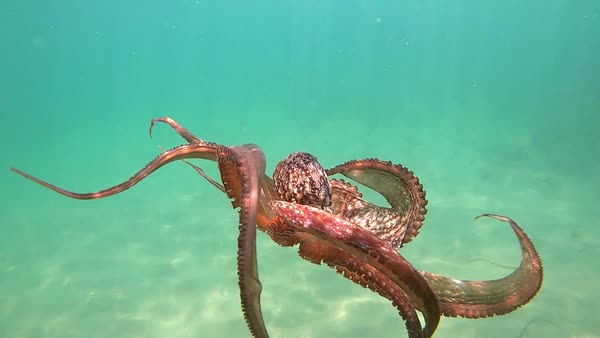 Wild octopus swimming in slow motion underwater. An octopus open arms ...