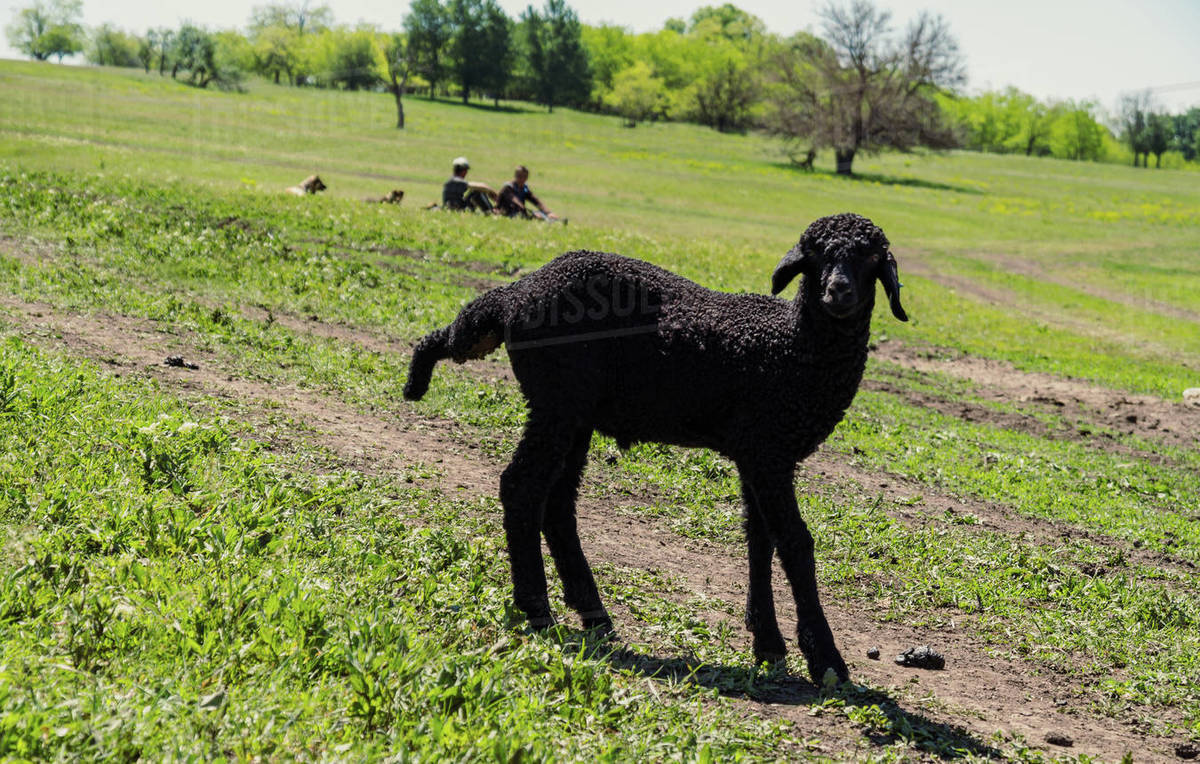 Close up little curly lamb concept photo. Farm animal. Livestock. Front ...