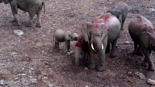 African elephant group digging in the ground looking for salt and ...