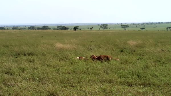 Static shot of hungry lions eating a carcass in the long grass of the ...