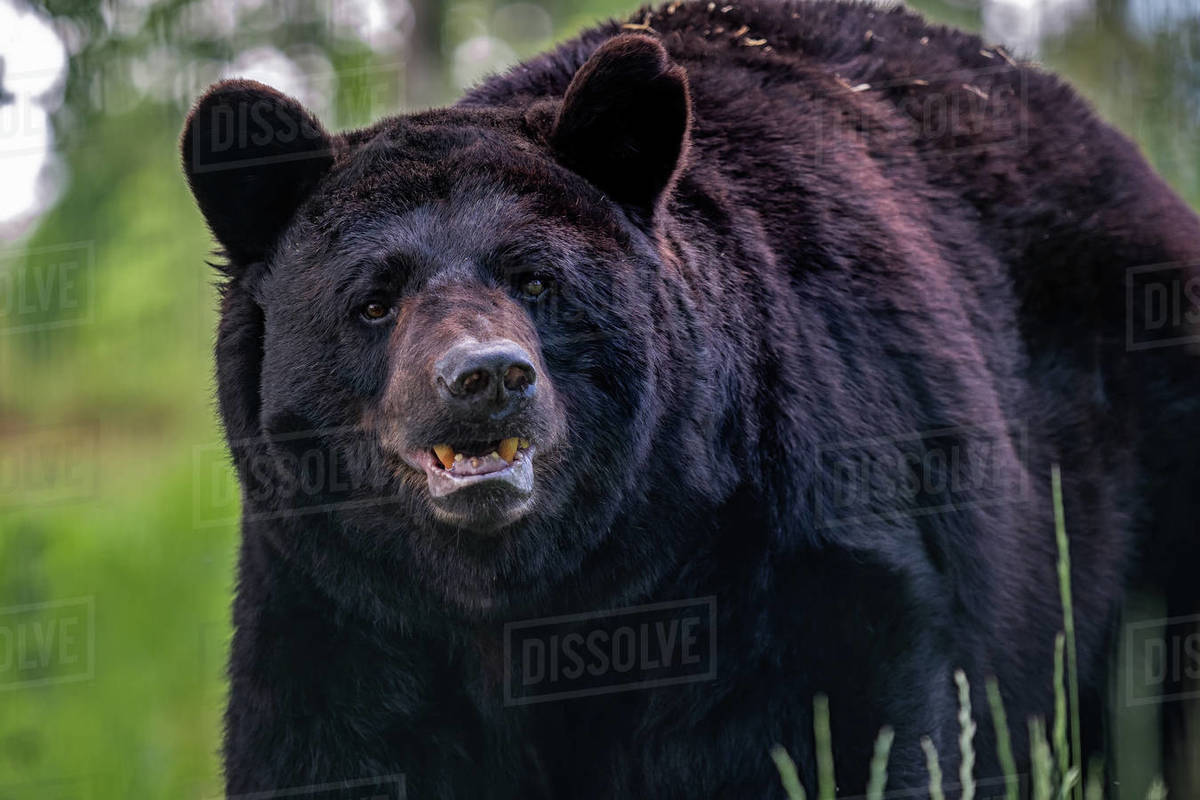 Old american black bear, Ursus americanus - Royalty-free Stock Photo ...