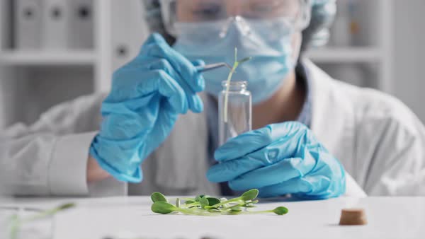 Young sprouts of greenery in a test tube made of glass Laboratory ...