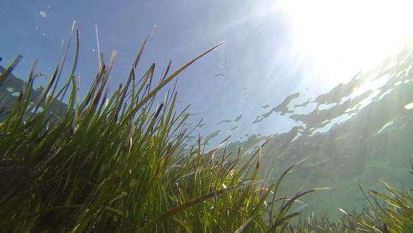 Green seaweed swaying on bottom of sea, small fish passing by - HD ...