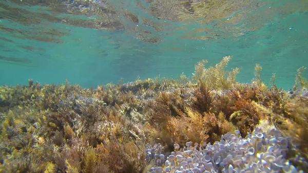 Algae swaying in the waves of shallow shore water in Ionian Sea, Greece ...