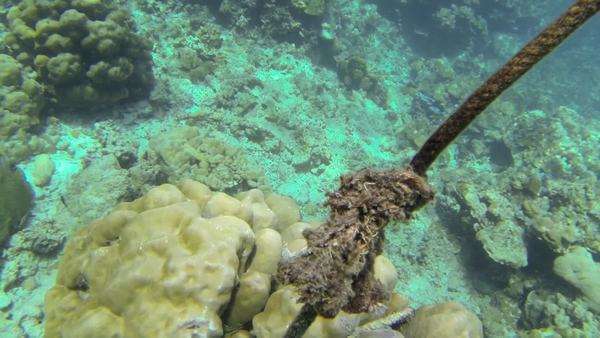 Undersea rope anchored to an endangered coral reef in Thailand - Stock ...