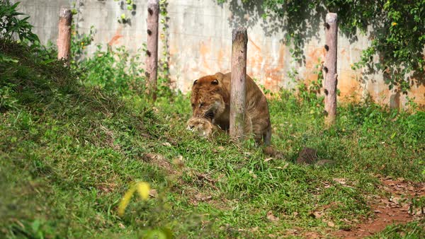 A male liger and female liger mating. - Stock Video Footage - Dissolve