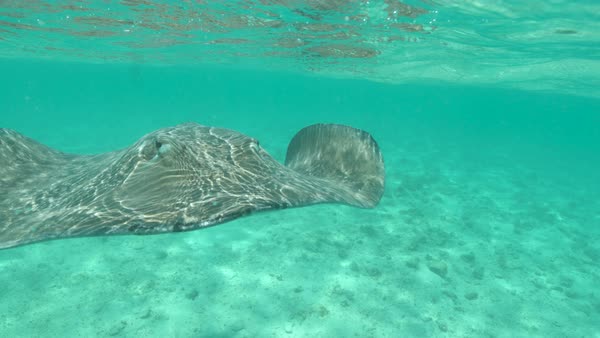 Feeding a large stingray swimming towards you through the emerald sea ...