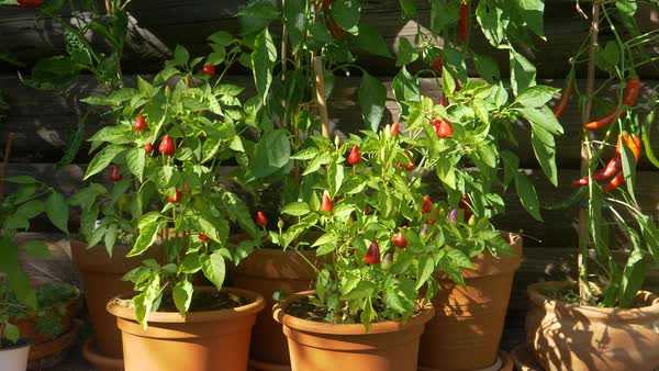 CLOSE UP: Scenic shot of chilli plants flourishing in large pots in ...