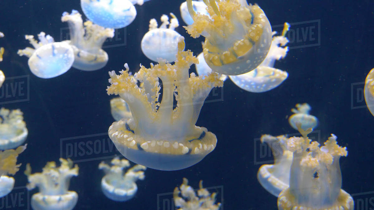 Numerous Blue Sea Jellies swimming around in a deep blue water tank ...