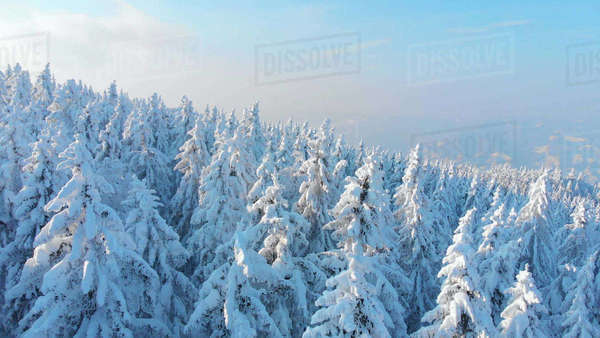 AERIAL: Beautiful view of the blue sky and endless snow covered spruce ...