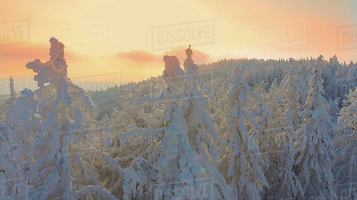 AERIAL: Orange winter sunset shines on coniferous forest covering the ...