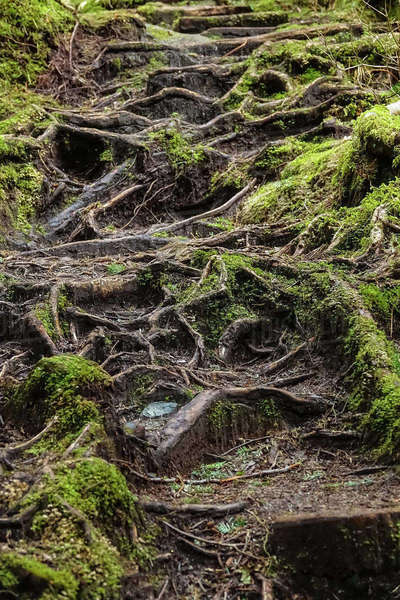 Thick tree roots growing over the scenic walkway in enchanted forest in ...