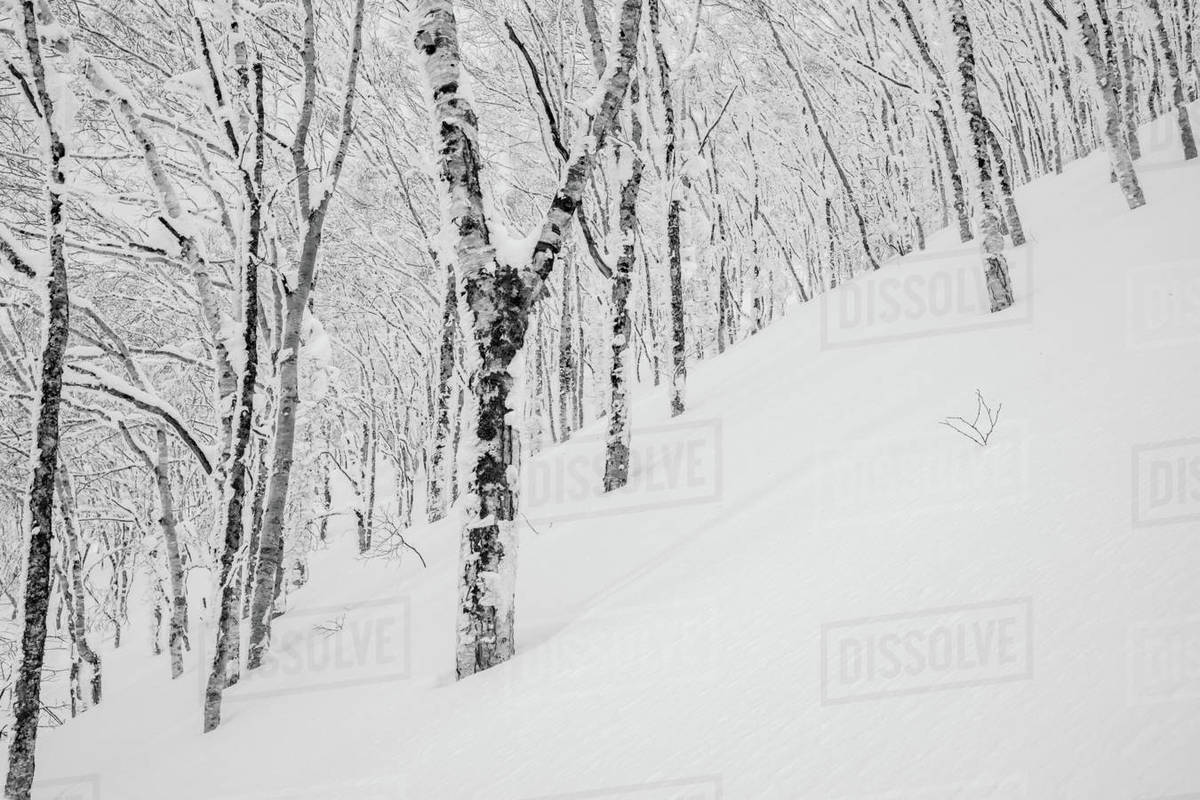Endless trees are covered in frost and fresh powder snow after an ...