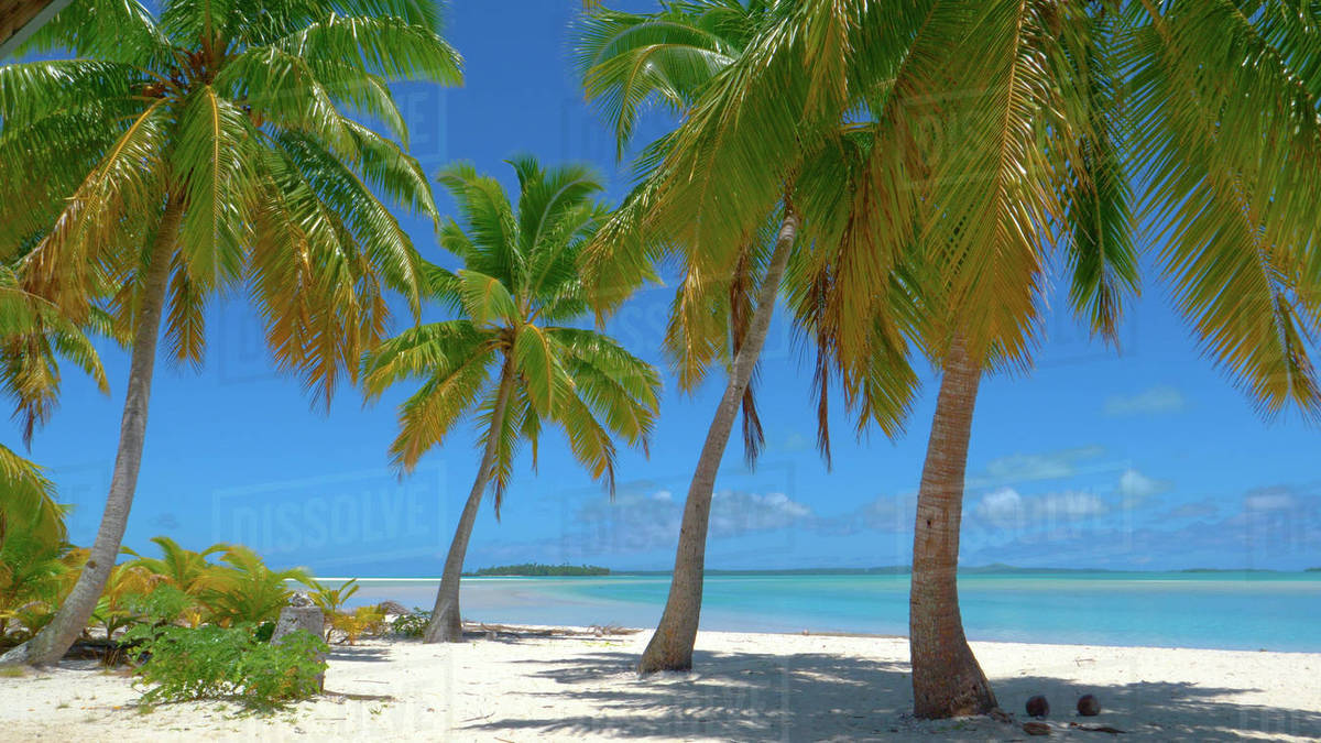 Lush coconut tree branches rustle in the breeze blowing across the ...
